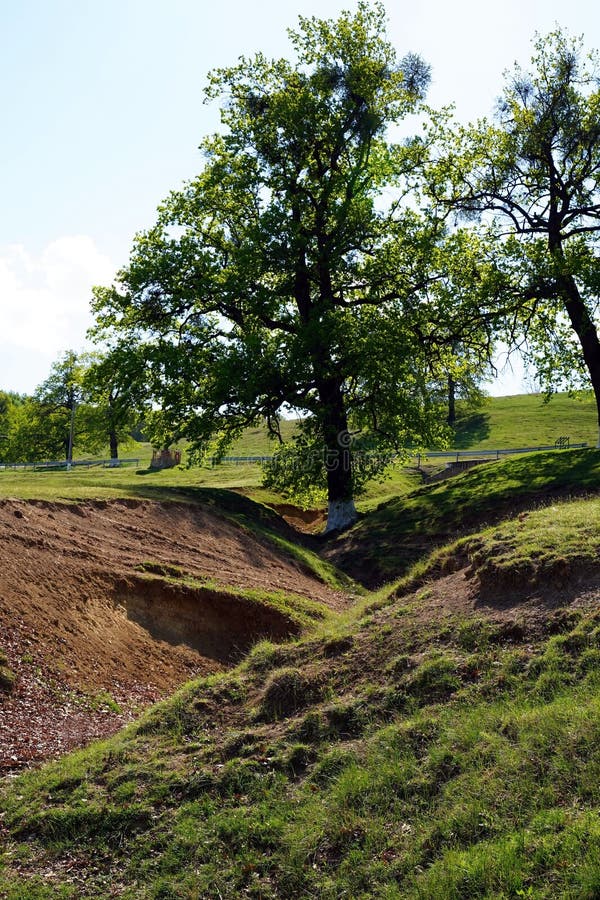 Tree in a ravine. stock photo. Image of hill, pasture - 378808964