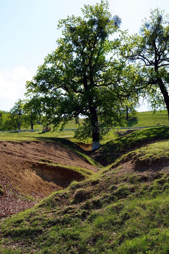 Tree in a ravine. stock photo. Image of hill, pasture - 378808964