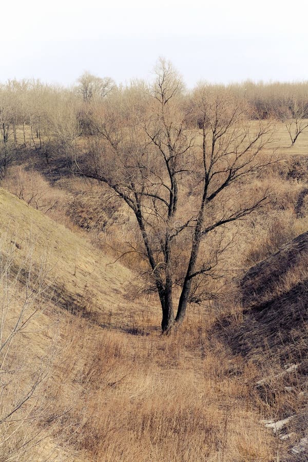 Tree in the ravine stock photo. Image of loneliness, ravine - 52783880