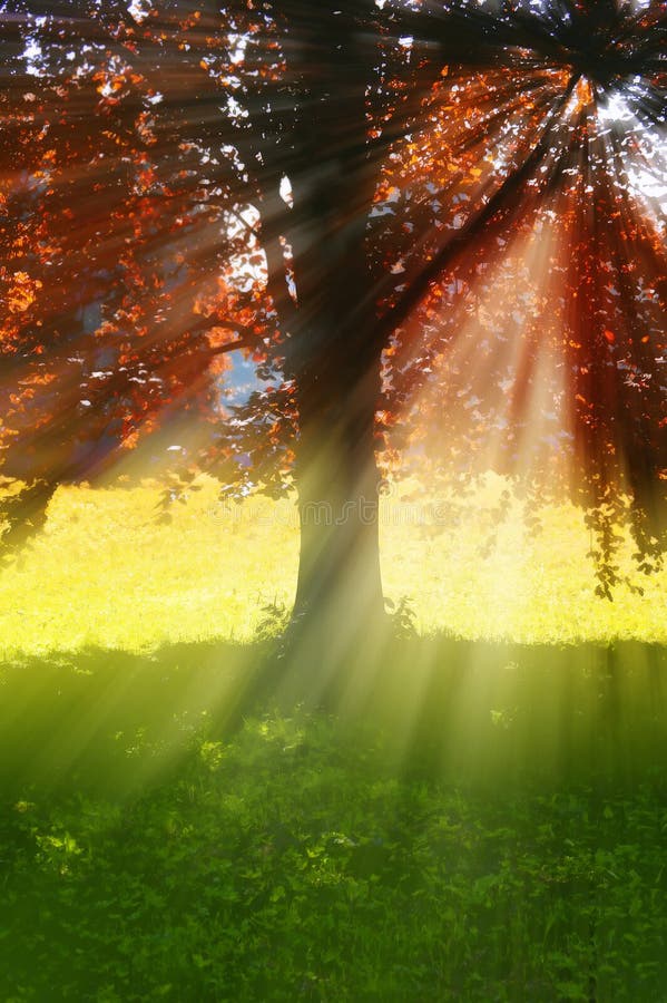 Tree with rays of light stock photo. Image of beams, divinity - 8185860