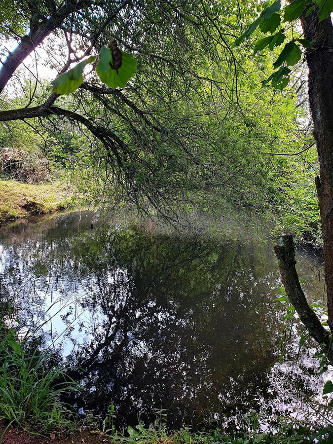 Reaching Out To Touch the Water Stock Image - Image of stream, jungle ...