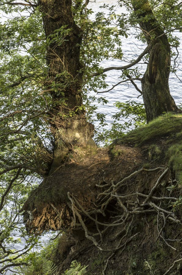 Tree Ready To Collapse into Lake Stock Image - Image of erosion ...