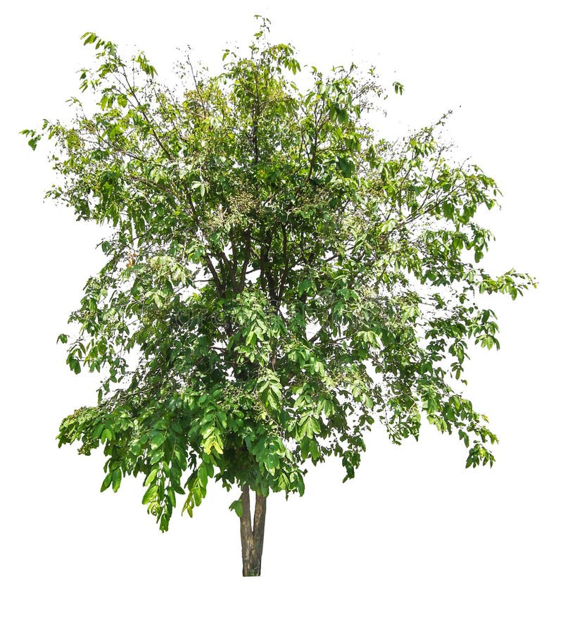 Tree Real Isolate Die Cut on White Background with Clipping Path Stock ...