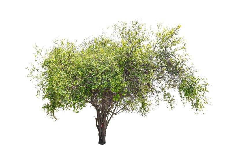 Tree Real Isolate Die Cut on White Background with Clipping Path Stock ...