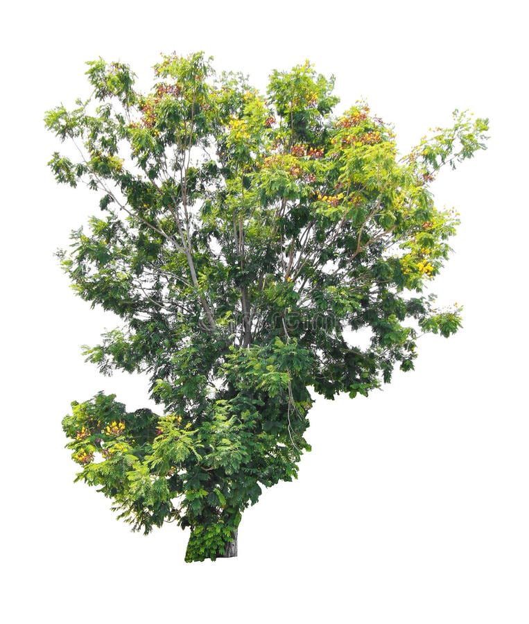 Tree Real Isolate Die Cut on White Background with Clipping Path Stock ...