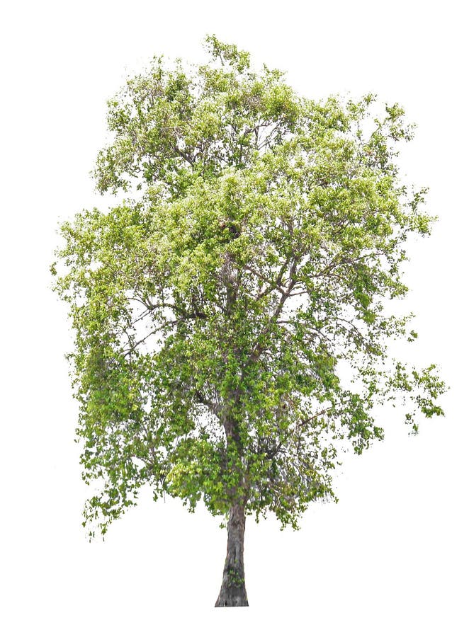 Tree Real Isolate Die Cut on White Background with Clipping Path Stock ...