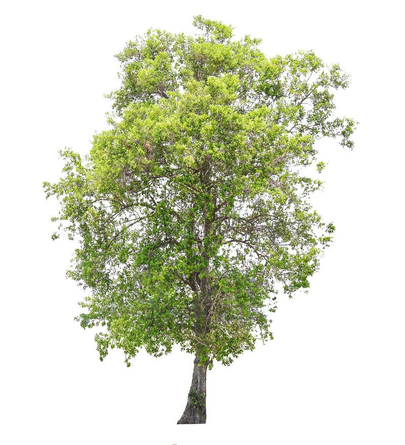 Tree Real Isolate Die Cut on White Background with Clipping Path Stock ...