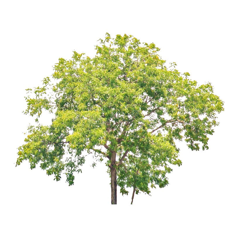 Tree Real Isolate Die Cut on White Background with Clipping Path Stock ...