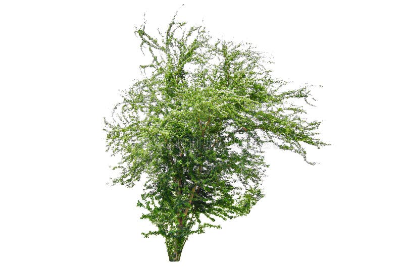 Tree Real Isolate Die Cut on White Background with Clipping Path Stock ...