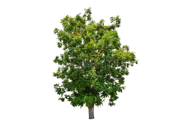 Tree Real Isolate Die Cut on White Background with Clipping Path Stock ...