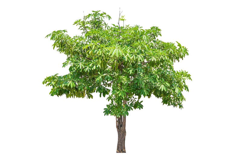 Tree Real Isolate Die Cut on White Background with Clipping Path Stock ...