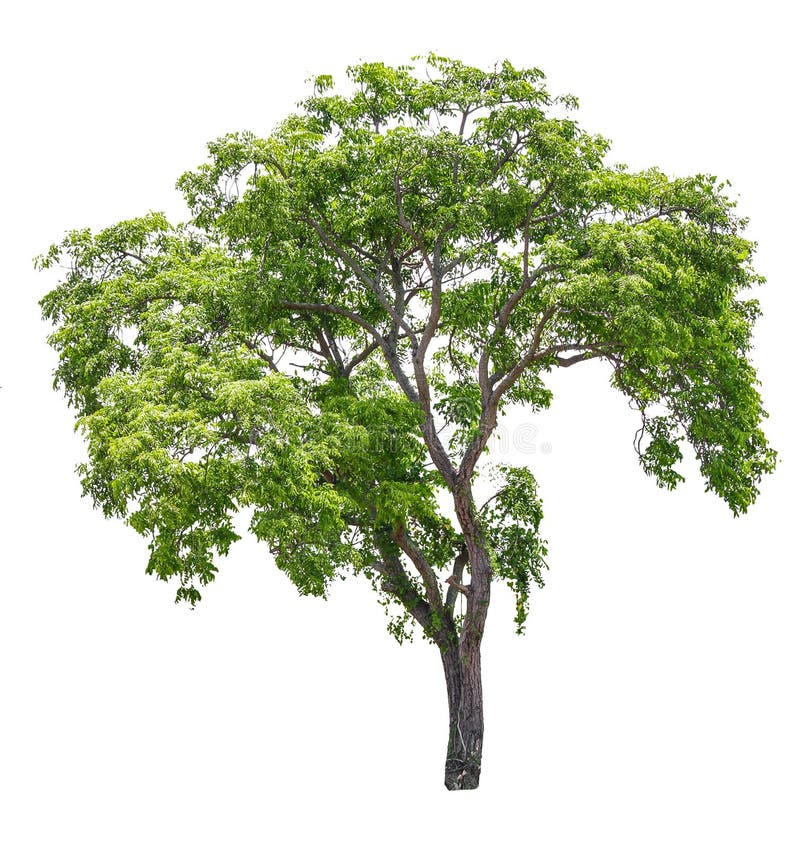 Tree Real Isolate Die Cut on White Background with Clipping Path Stock ...