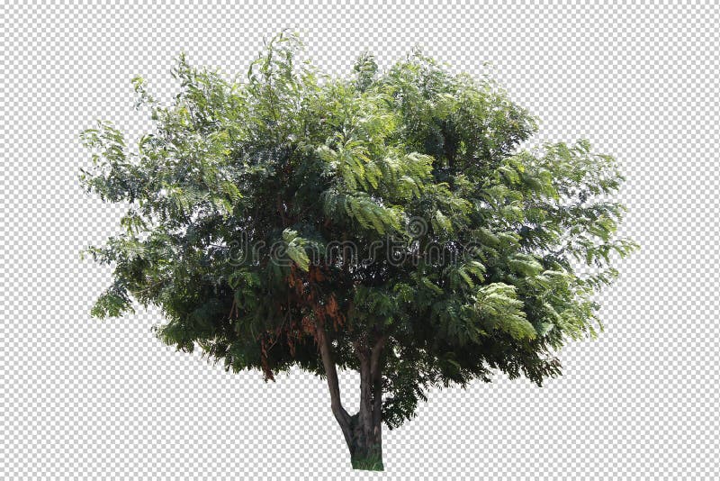 Tree Real Isolate Die Cut on White Background with Clipping Path Stock ...