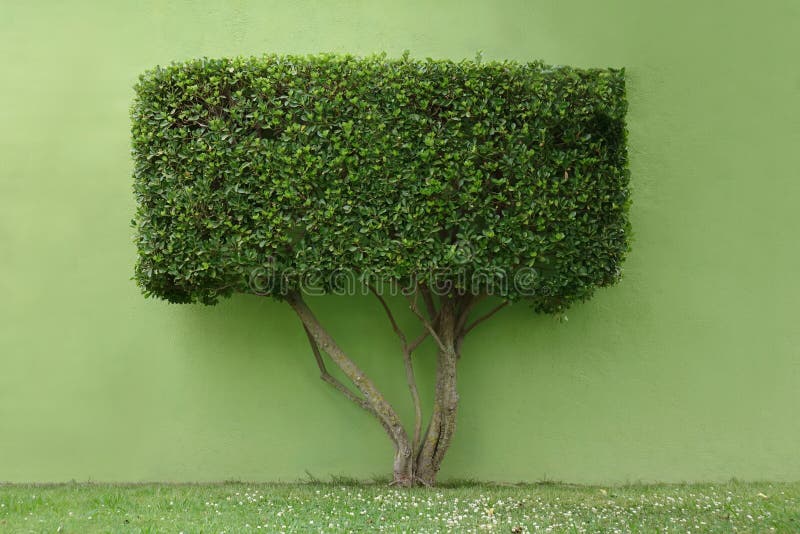 Tree with a Rectangular Crown Stock Image - Image of branch ...