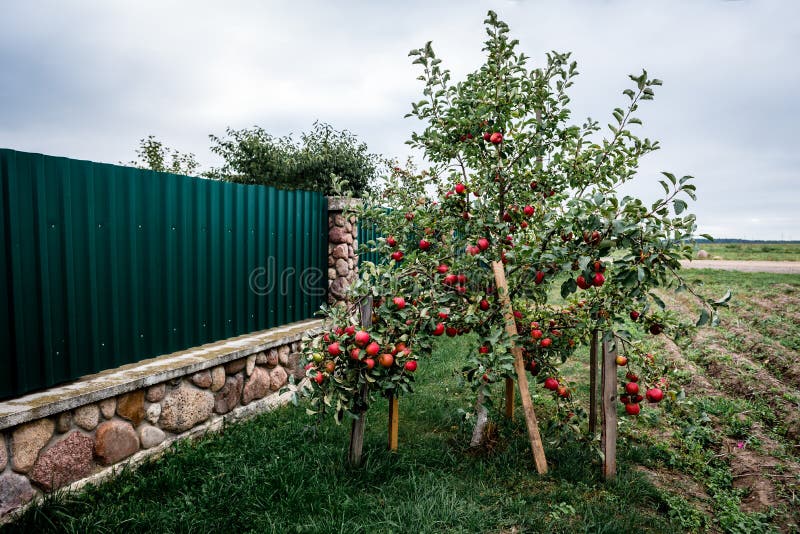 Tree with Red Apples in Autumn. Stock Image - Image of organic, farm ...