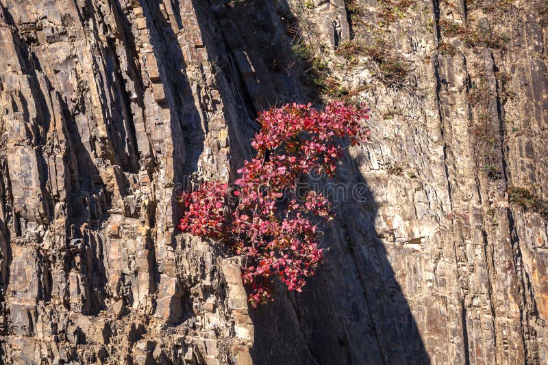 Tree with Red Autumn Leaves on a Rock Stock Image - Image of beautiful ...