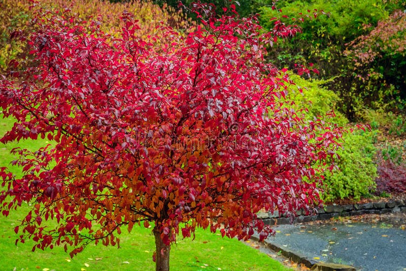 Tree with Red Autumn Leaves Stock Photo - Image of calm, idyllic: 58847704