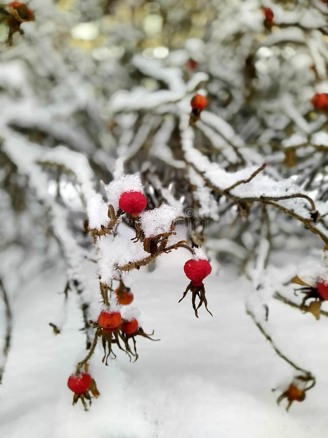 Tree red berries stock image. Image of plant, freezing - 236607535