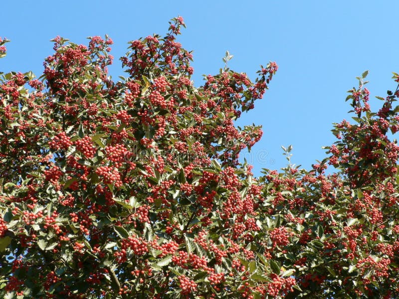 Tree With Red Berries Picture. Image: 91790396