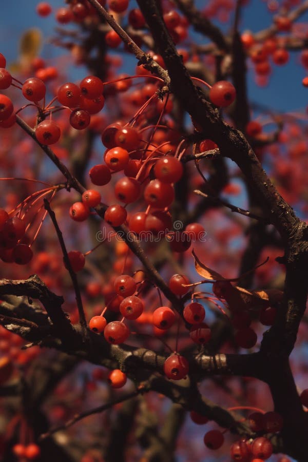 Tree with Red Berries Close Up Vertical Photo Stock Photo - Image of ...