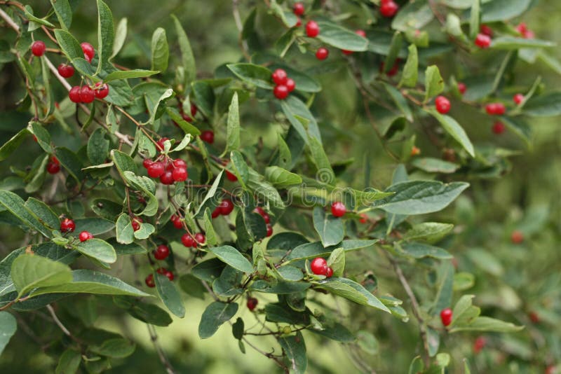 Tree with Red Berries in the Garden Stock Image - Image of wood, tree ...
