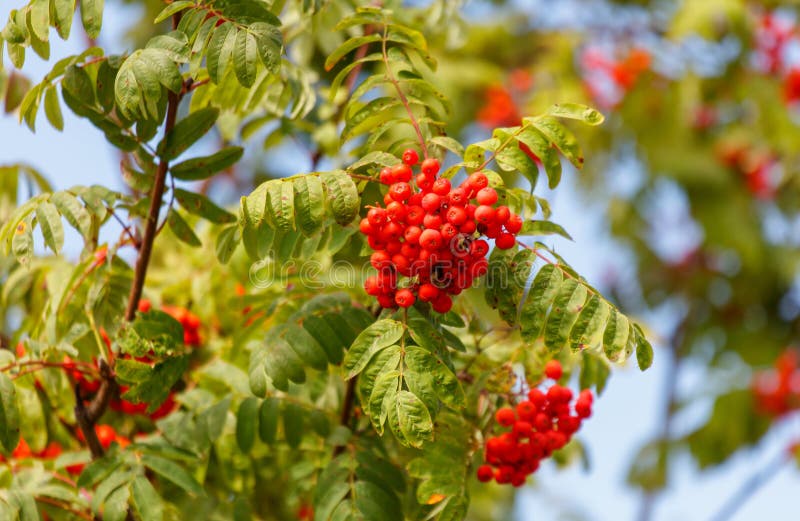 A Tree with Red Berries on it Stock Photo - Image of orange, flora ...