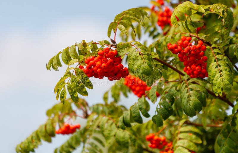 A Tree with Red Berries on it Stock Image - Image of botany, bright ...