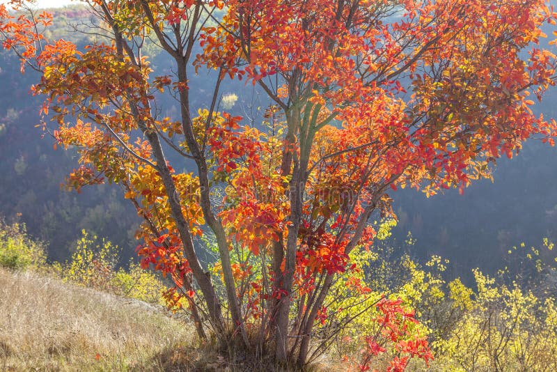 Tree with red branches stock image. Image of environment - 151941313