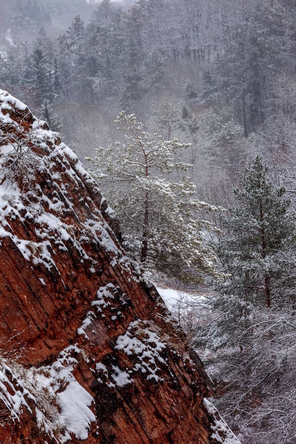 The Tree on the Red Brown Cliff. Stock Image - Image of rock, pine ...