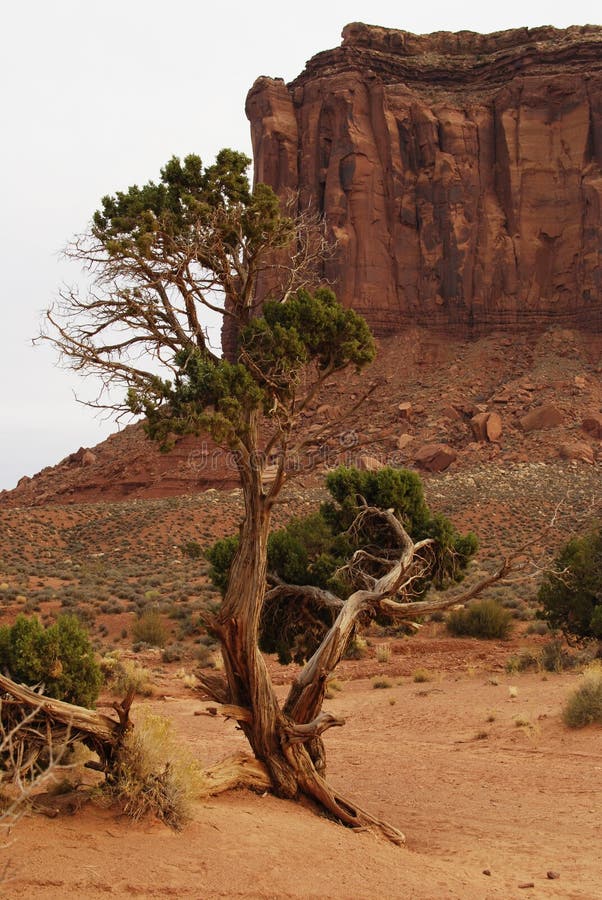 Tree in Red Desert Landscape of Monument Valley Stock Photo - Image of ...