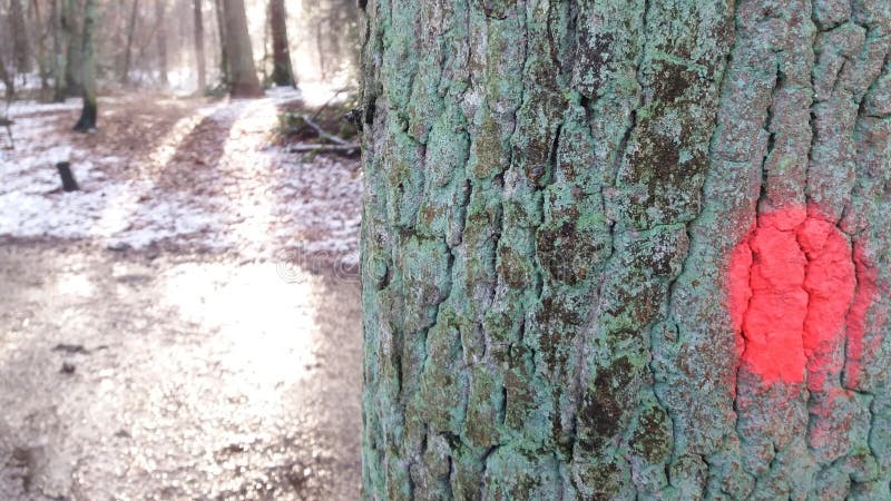 A Tree with a Red Dot on it Stock Photo - Image of branch, tree: 106649842