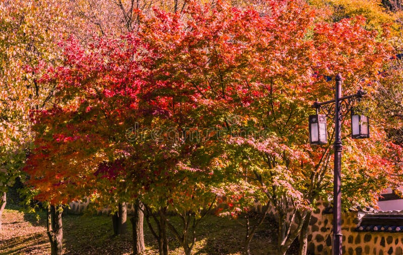 334 Lamp Post Texture Tree Photos - Free & Royalty-Free Stock Photos ...