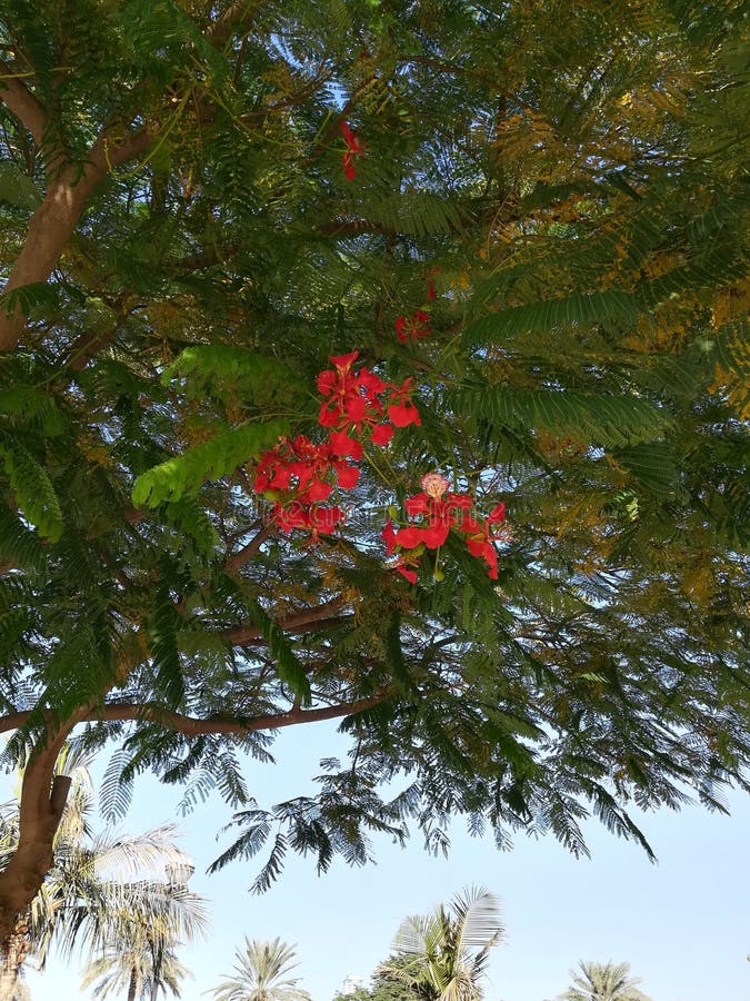 Tree with a red flower stock image. Image of decoration - 171197335