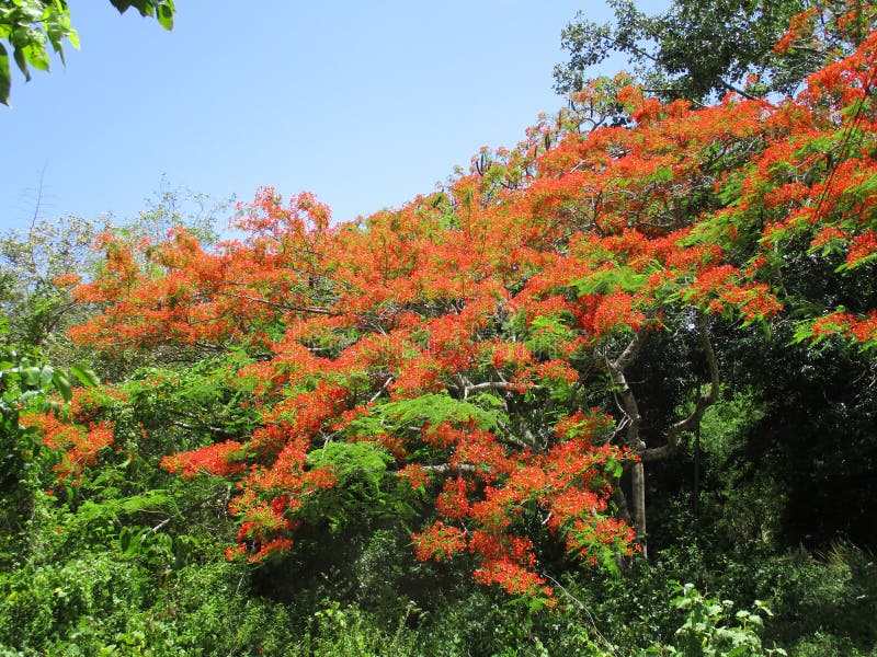A tree with red flowers stock photo. Image of nature - 287284082