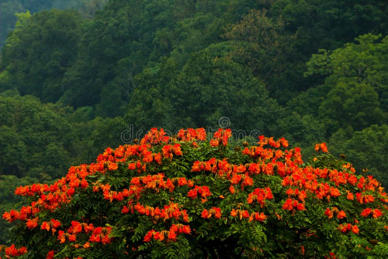 Prathapstockimage - Contributor Profile on Dreamstime