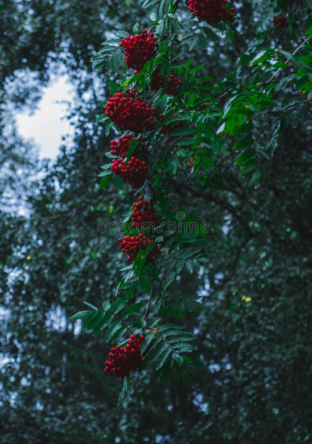 Tree with Red Fruits with Water Drops Stock Photo - Image of garden ...