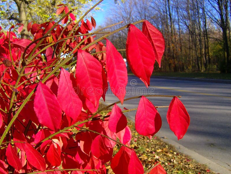 Tree with Red Leaves in the Autumn Stock Photo - Image of light, branch ...