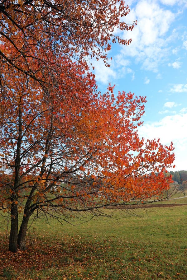 Tree with Red Leaves in Autumn Stock Photo - Image of fall, hair: 233510584