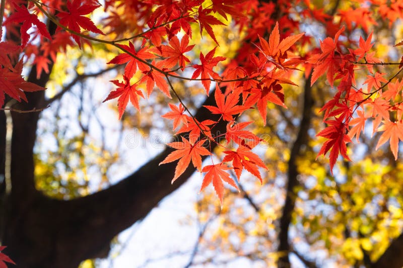 Tree with Red Leaves in Autumn Season Stock Image - Image of abstract ...