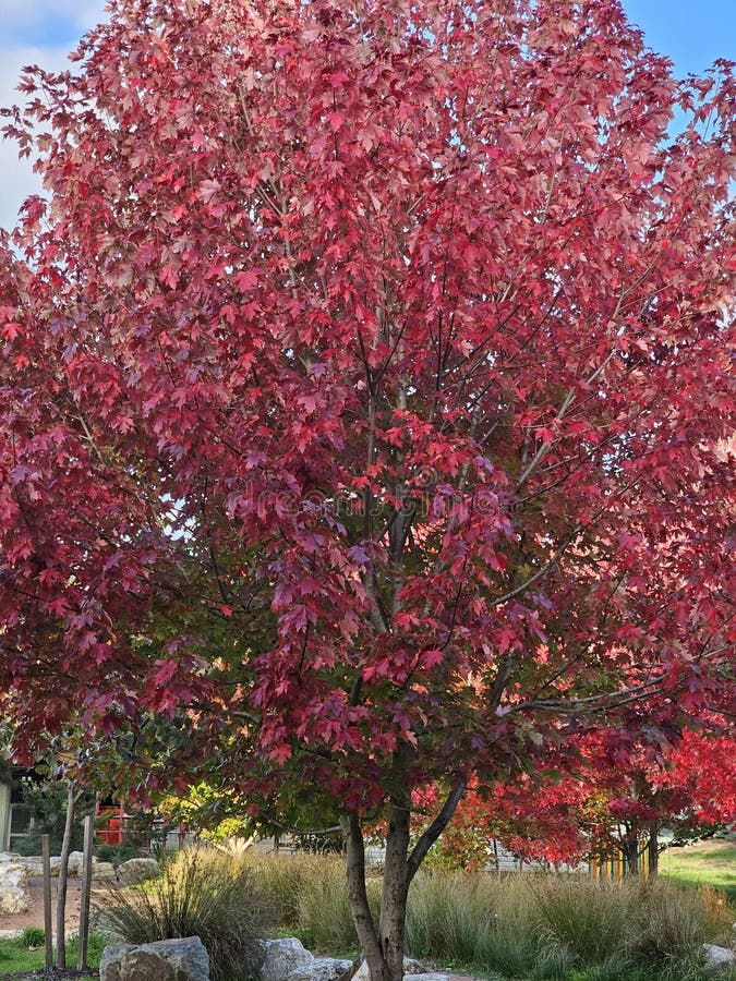Tree Red Leaves Background Autumn Stock Image - Image of ...