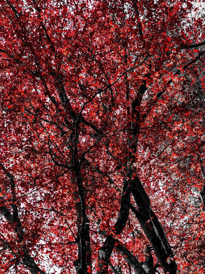 Tree with Red Leaves and Black Branches Stock Image - Image of plant ...