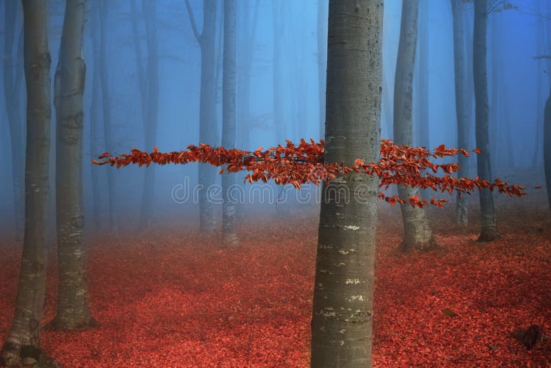 Tree with Red Leaves in Blue Fog during Fall Stock Photo - Image of ...