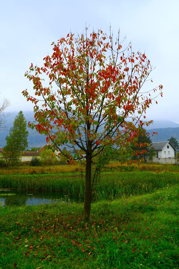 A Tree with Red Leaves that Fall on the Green Grass in Autumn Stock ...