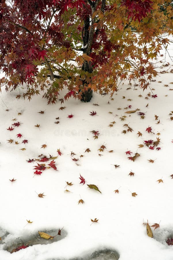 Tree and Red Tree Leaves on White Snow Stock Photo - Image of winter ...