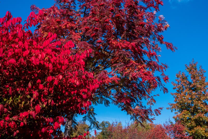 Tree with Red Leaves in the Park Stock Photo - Image of autumn, lawn ...