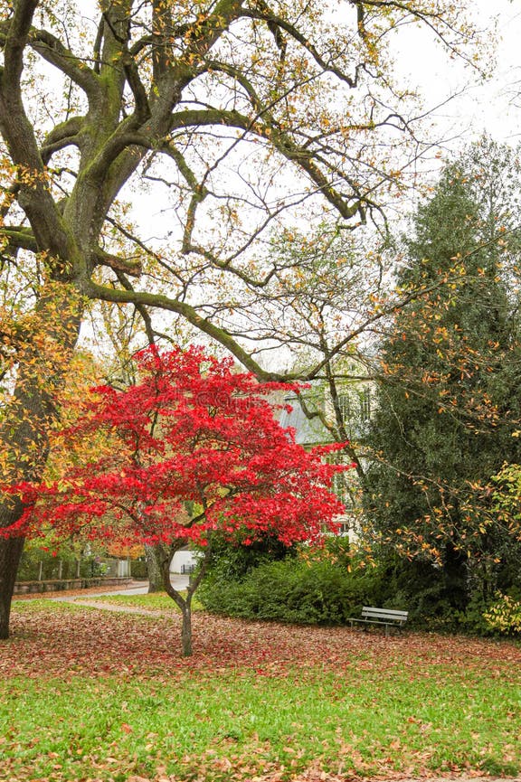 A Tree with Red Leaves is in a Park in Baden Baden German Stock Image ...