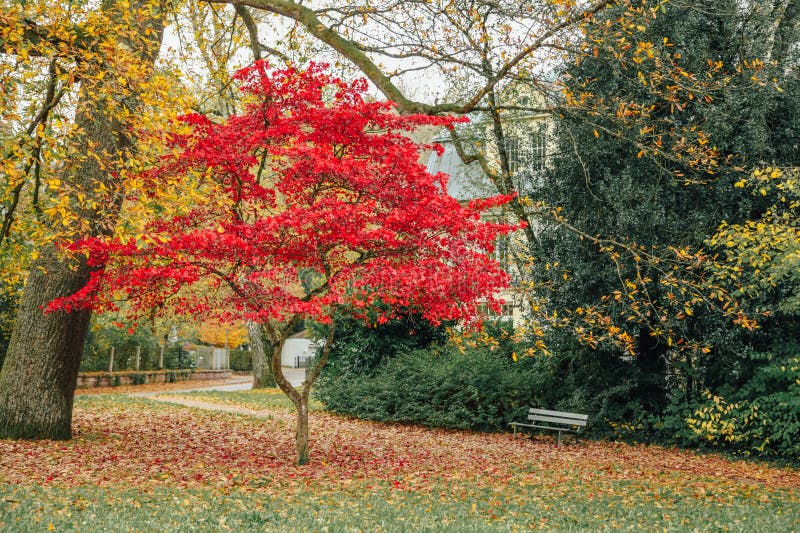 A Tree with Red Leaves Stands in a Park Stock Image - Image of october ...