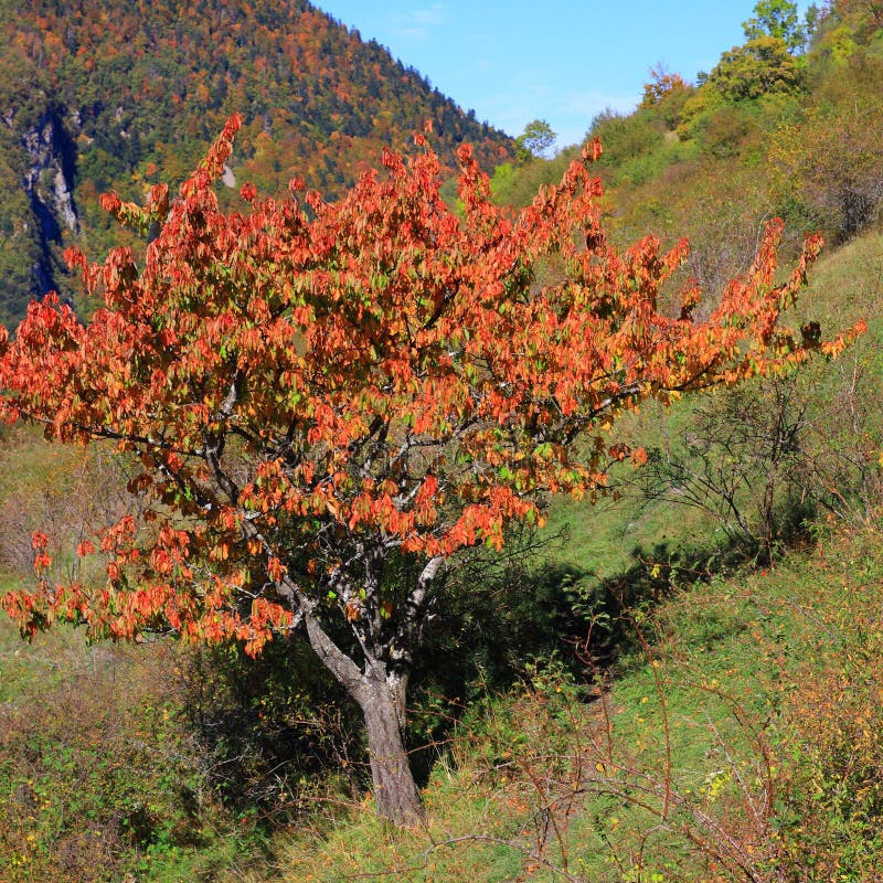 Tree with red leaves stock photo. Image of languedoc - 99974250