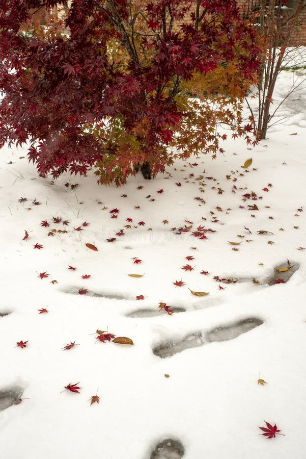 Tree and Red Tree Leaves on White Snow Stock Image - Image of winter ...