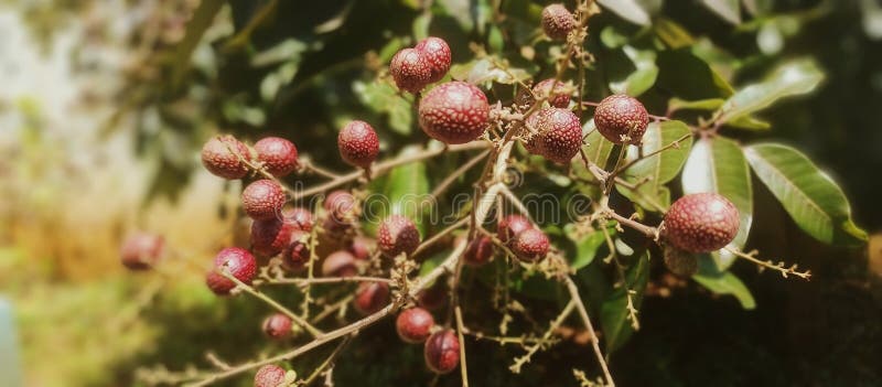 A tree of red longan fruit stock photo. Image of view - 367714960